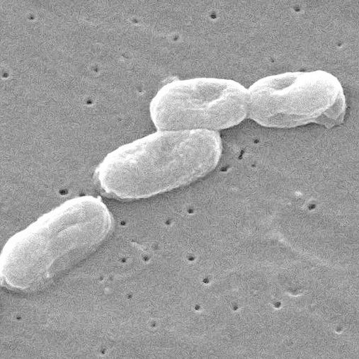 Fighting opportunistic pathogens