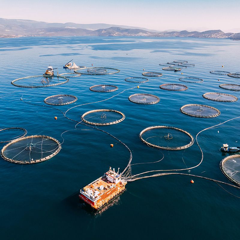 Making waves in aquaculture health testing