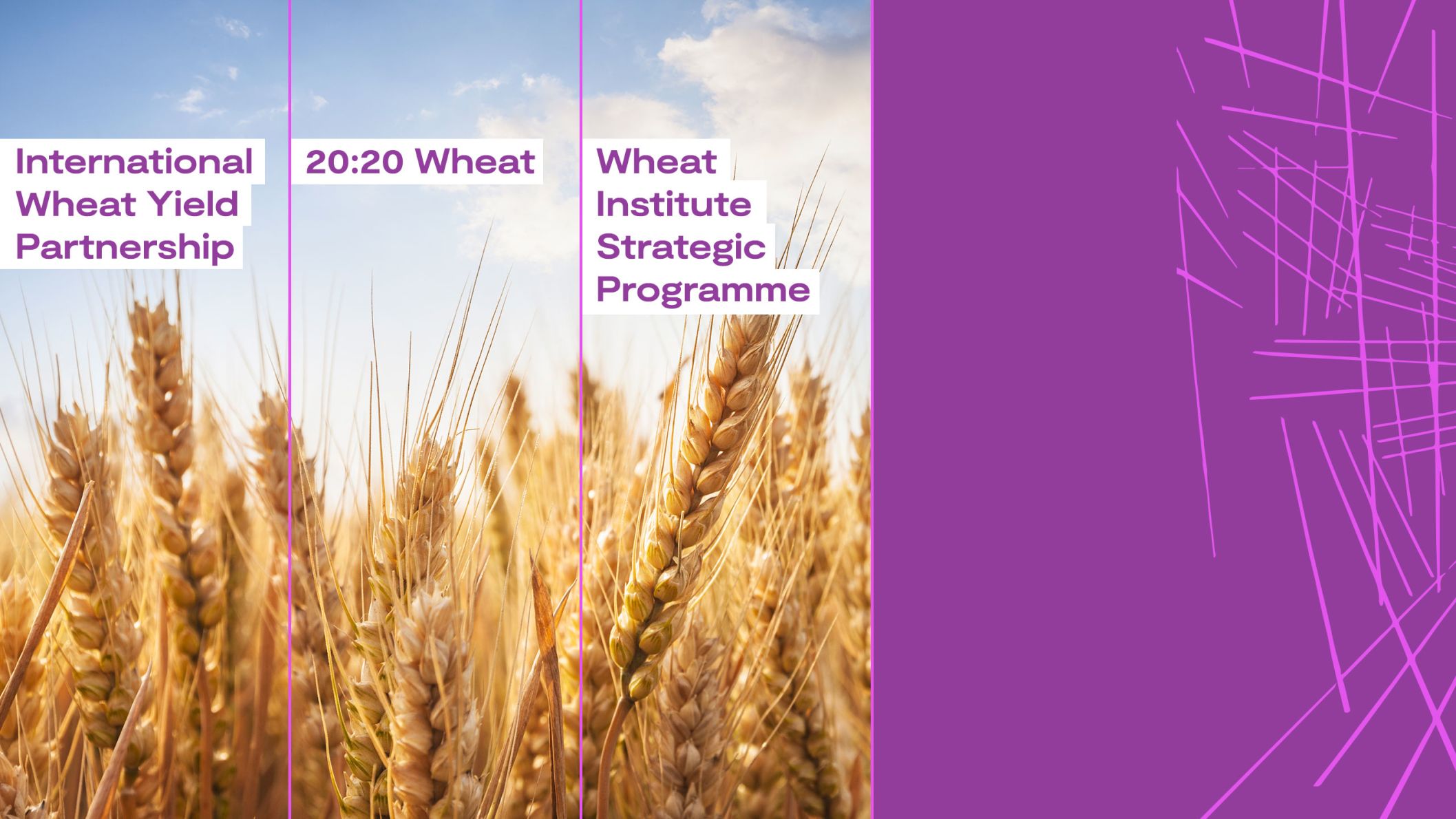 Revolutionising Wheat