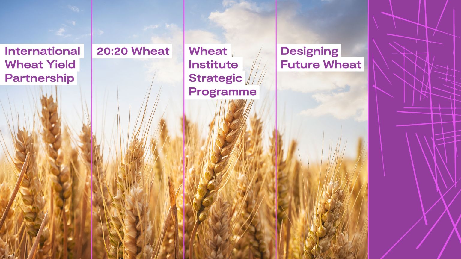 Revolutionising Wheat