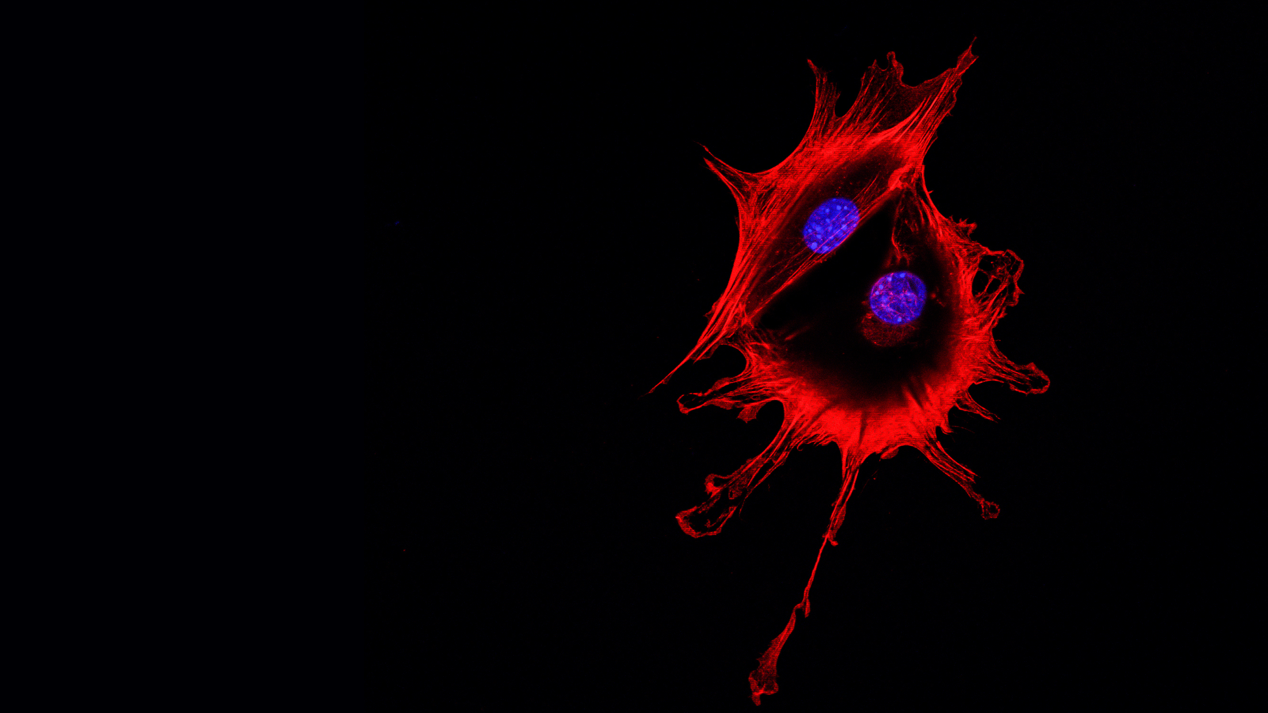 Visualising interactions within cells